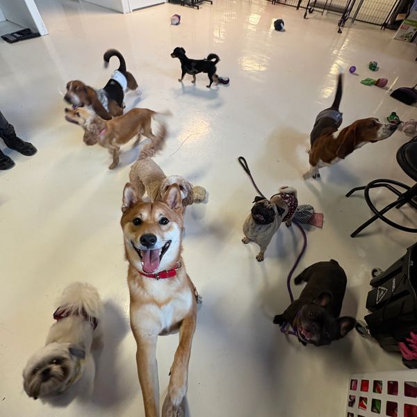 Dog Daycare